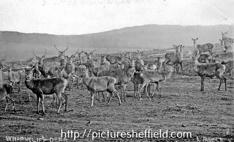 Searching Picture Sheffield